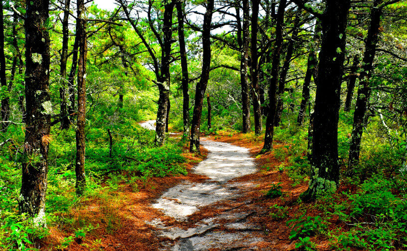 Top 10 Best Cape Cod Hiking Trails You Never Want To Miss