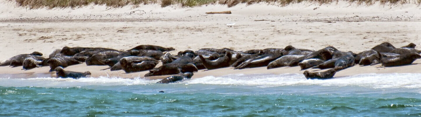 Monomoy Island Seals - Monomoy National Wildlife Refuge