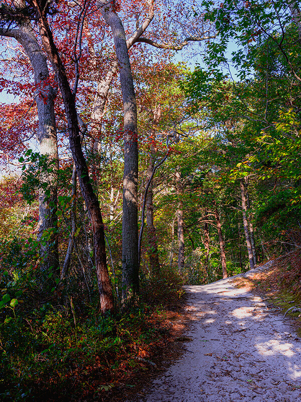 The Great 1 Mile Beech Forest Trail: A Step Back In Time
