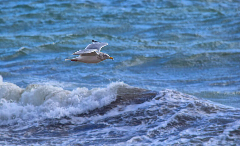 Fascinating Bird Watching Cape Cod | Cape Cod Xplore