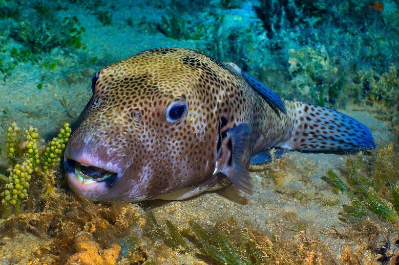 Cape Cod Sea Life - Best 6 Crazy Creatures