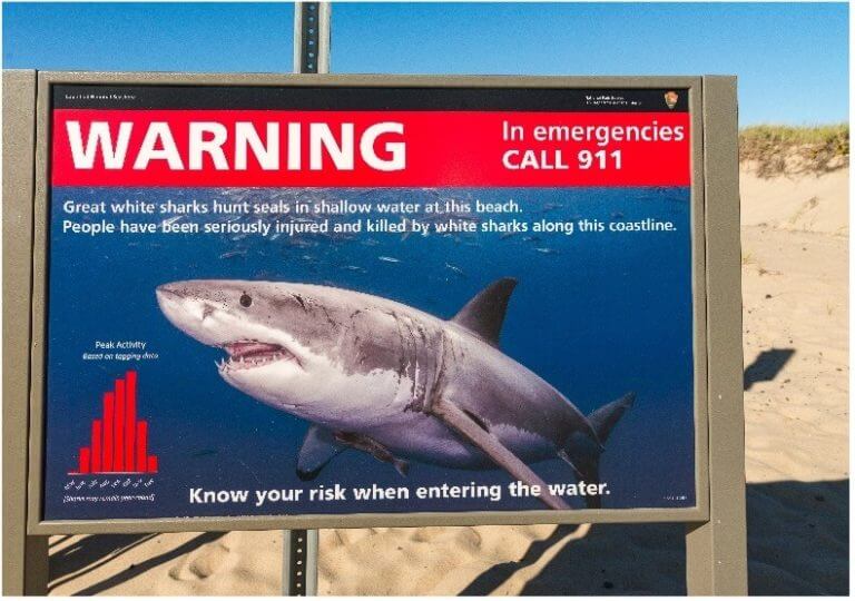Is It Safe To Swim On Cape Cod | Sharks In The Cape Waters