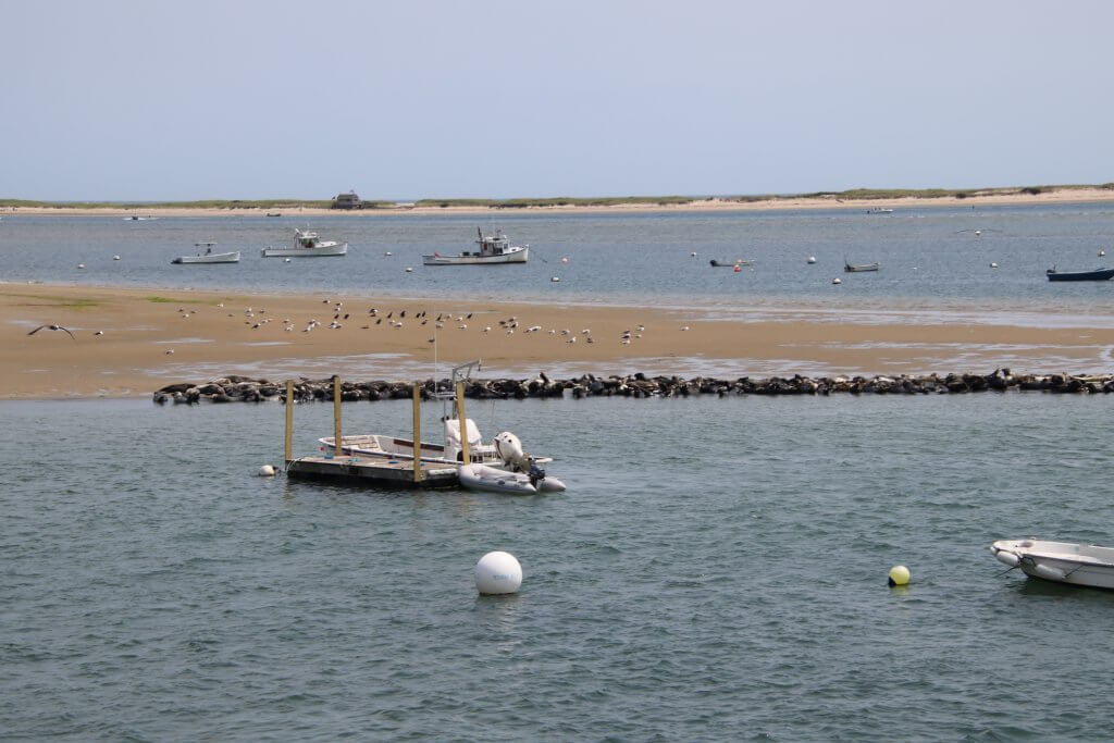 Is It Safe To Swim On Cape Cod | Sharks In The Cape Waters