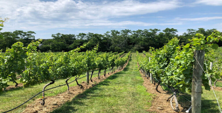 Top 9 Best Cape Cod Wineries And Breweries