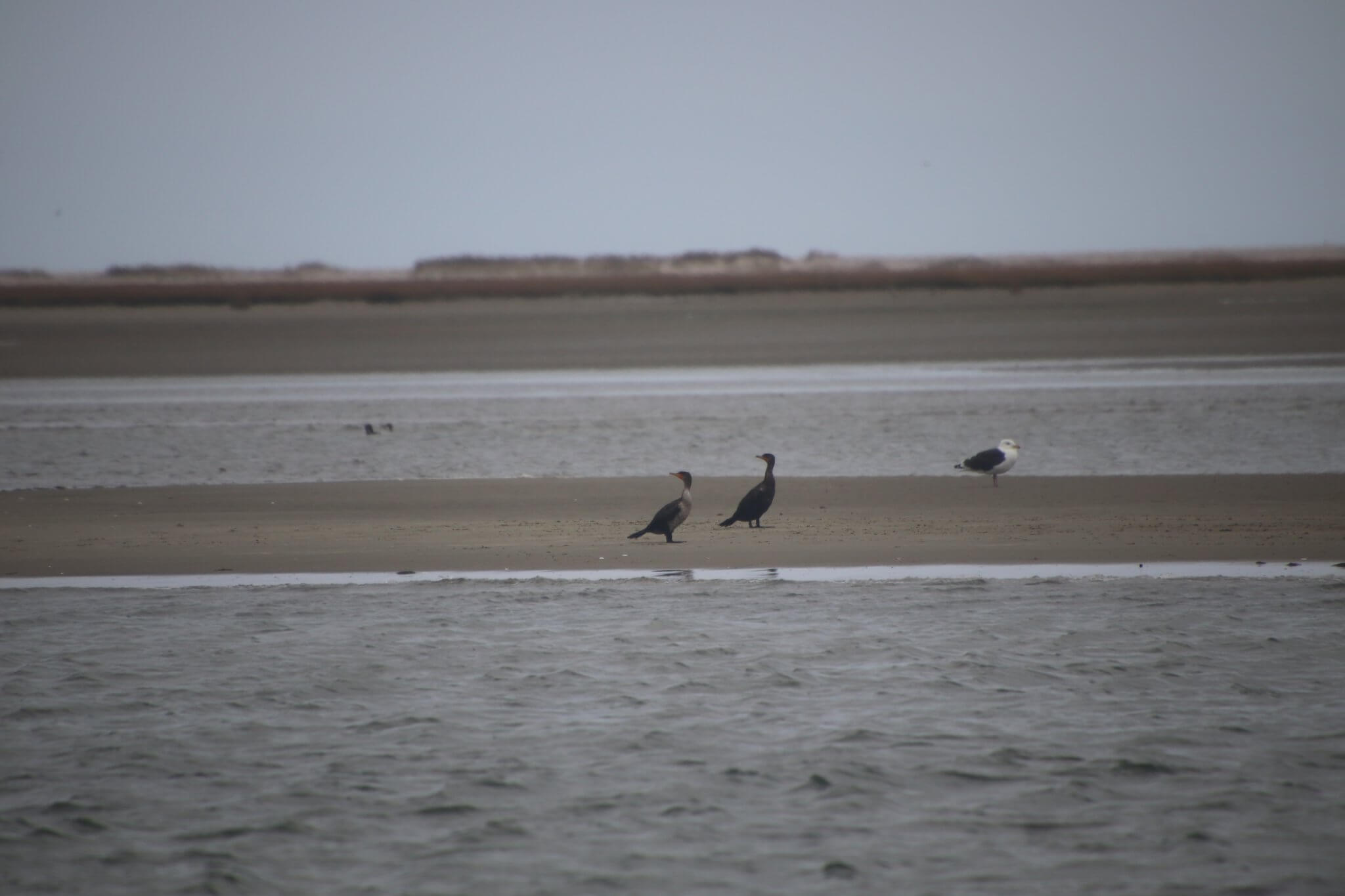 Monomoy National Wildlife Refuge On Morris Island | Cape Cod Xplore
