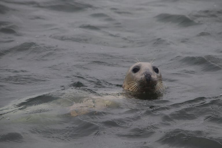 Monomoy National Wildlife Refuge On Morris Island | Cape Cod Xplore
