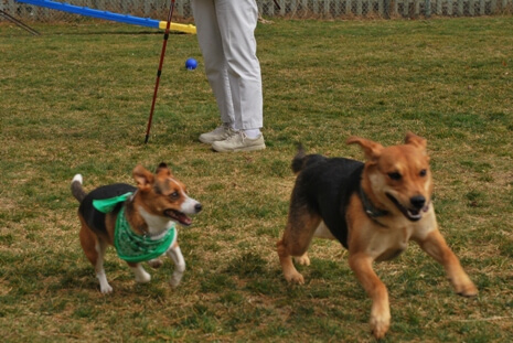 Best Pet Boarding On Cape Cod | 2024