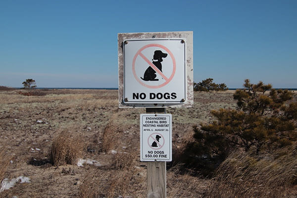 Begin Birdwatching On Cape Cod | CAPE CODXPLORE