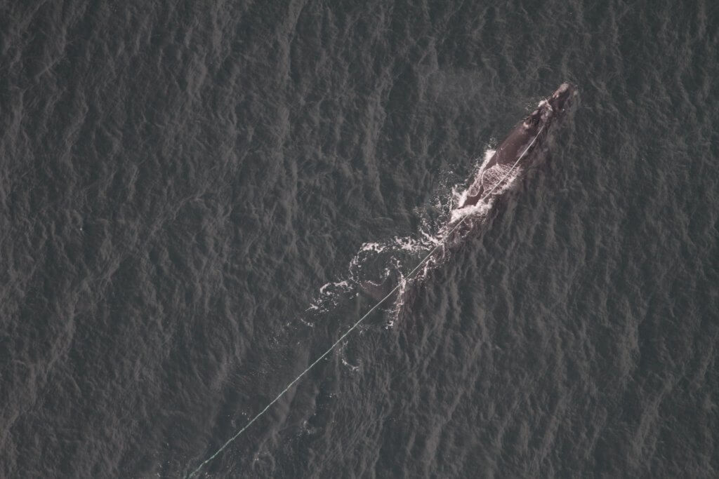North Atlantic Right Whale And The Efforts To Save Them