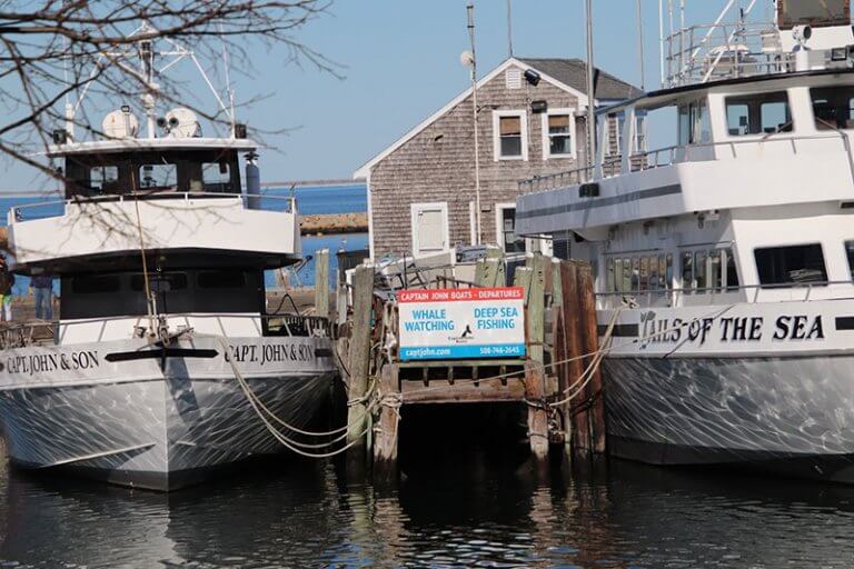 Cape Cod's Exciting Whale Watching Season