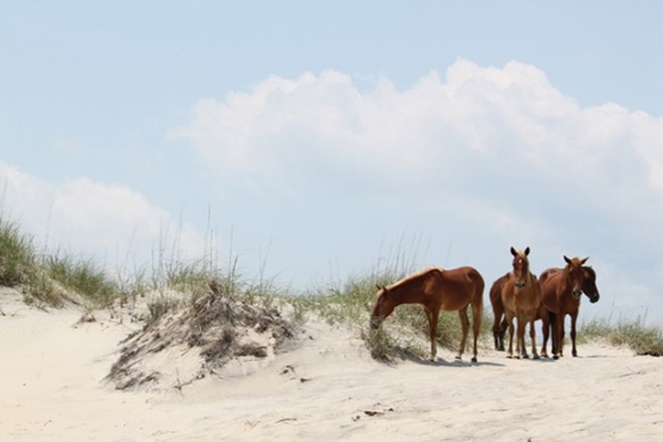 Visit Cape Cod Horseback Riding Lessons & Trails For All