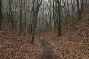 The Great 1 Mile Beech Forest Trail: A Step Back In Time