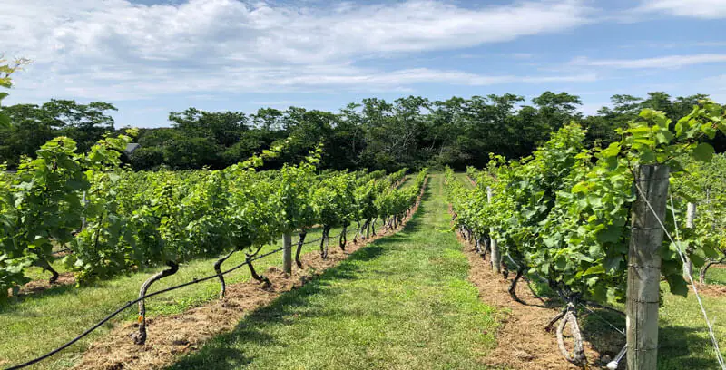 Top 9 Best Cape Cod Wineries And Breweries